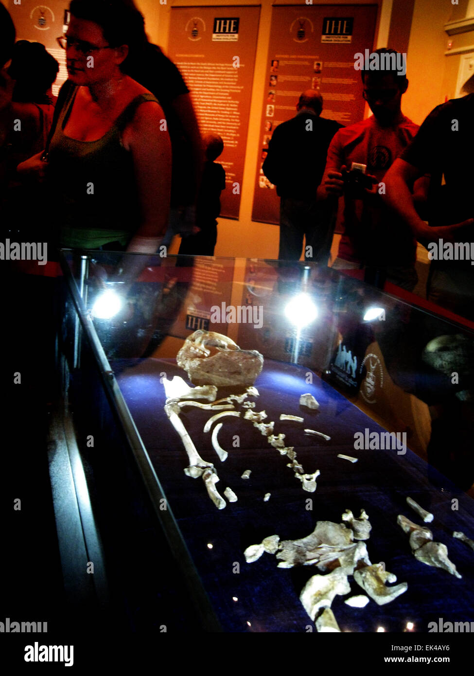 Australopithecus sediba skeleton hi-res stock photography and images ...