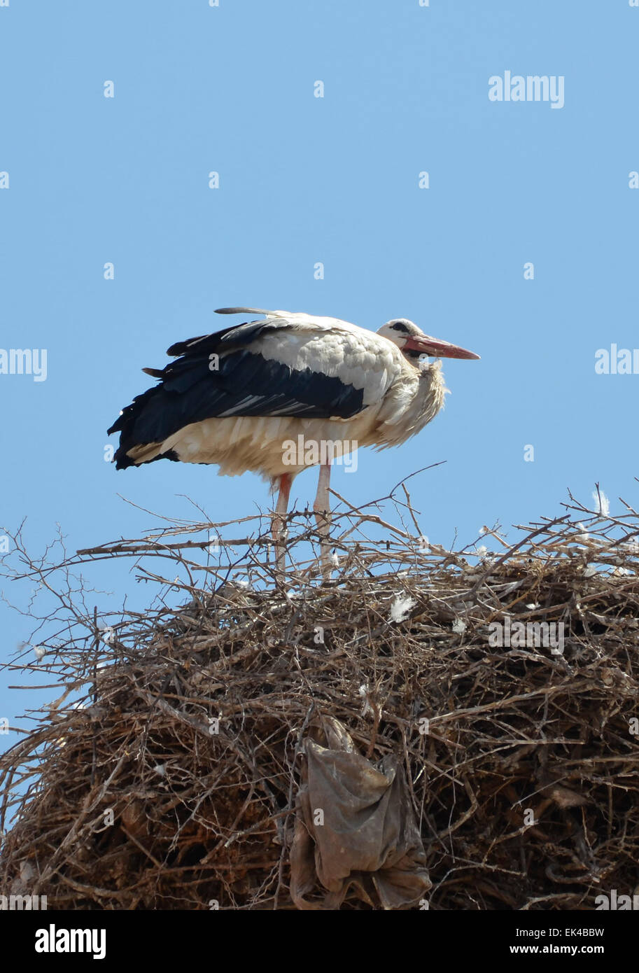 Storks nesting on the city walls of marrakesh hi-res stock photography ...