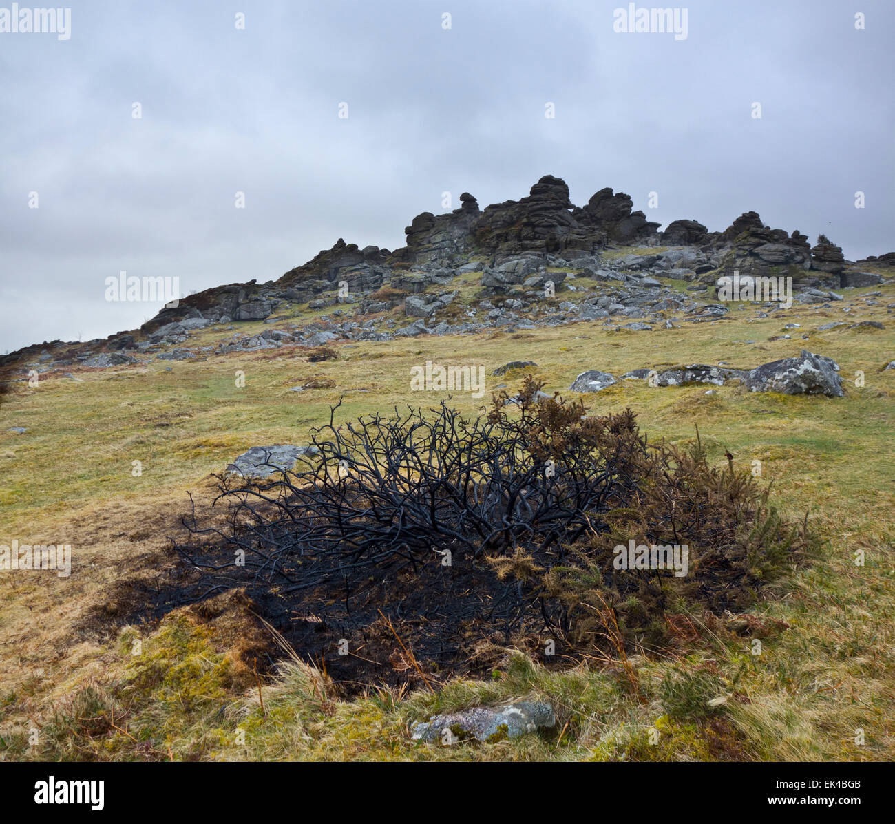 swaled burned moorland Swaling gorse Stock Photo - Alamy