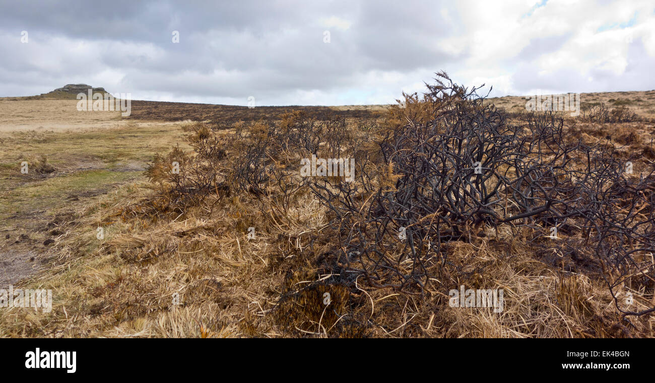 swaled burned moorland Swaling gorse Stock Photo - Alamy