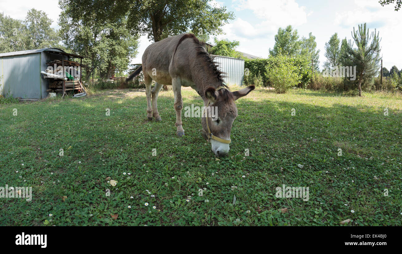 Animal nature park Chico Mendez Stock Photo - Alamy