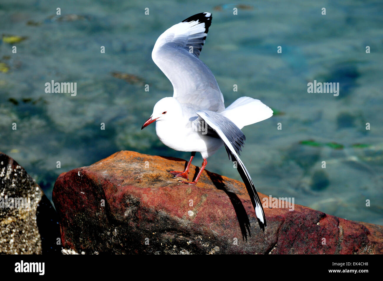 A sea gull landing on a beach in Langebaan Stock Photo - Alamy