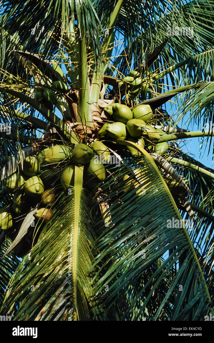 CUBA, coconut tree - FILM SCAN Stock Photo - Alamy