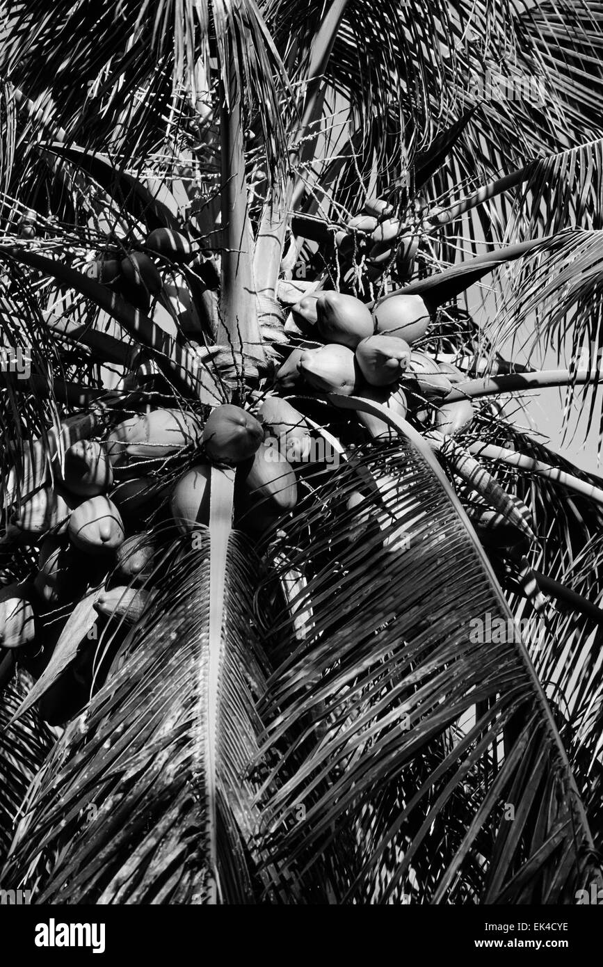 Cuba palm trees Black and White Stock Photos & Images - Alamy