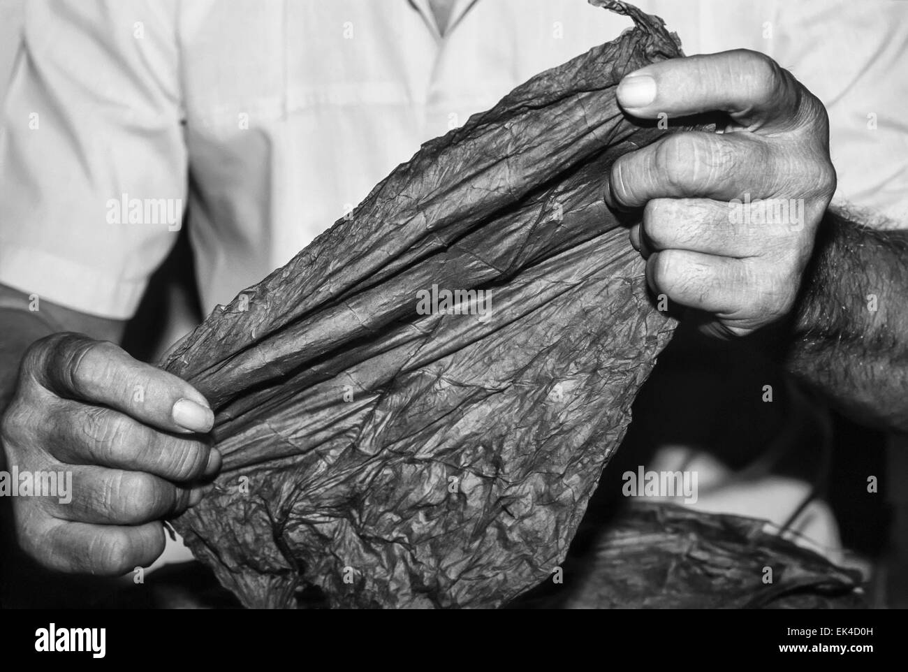 CUBA, Pinàr Del Rio, cuban tobacco preparation in a cigars factory ...