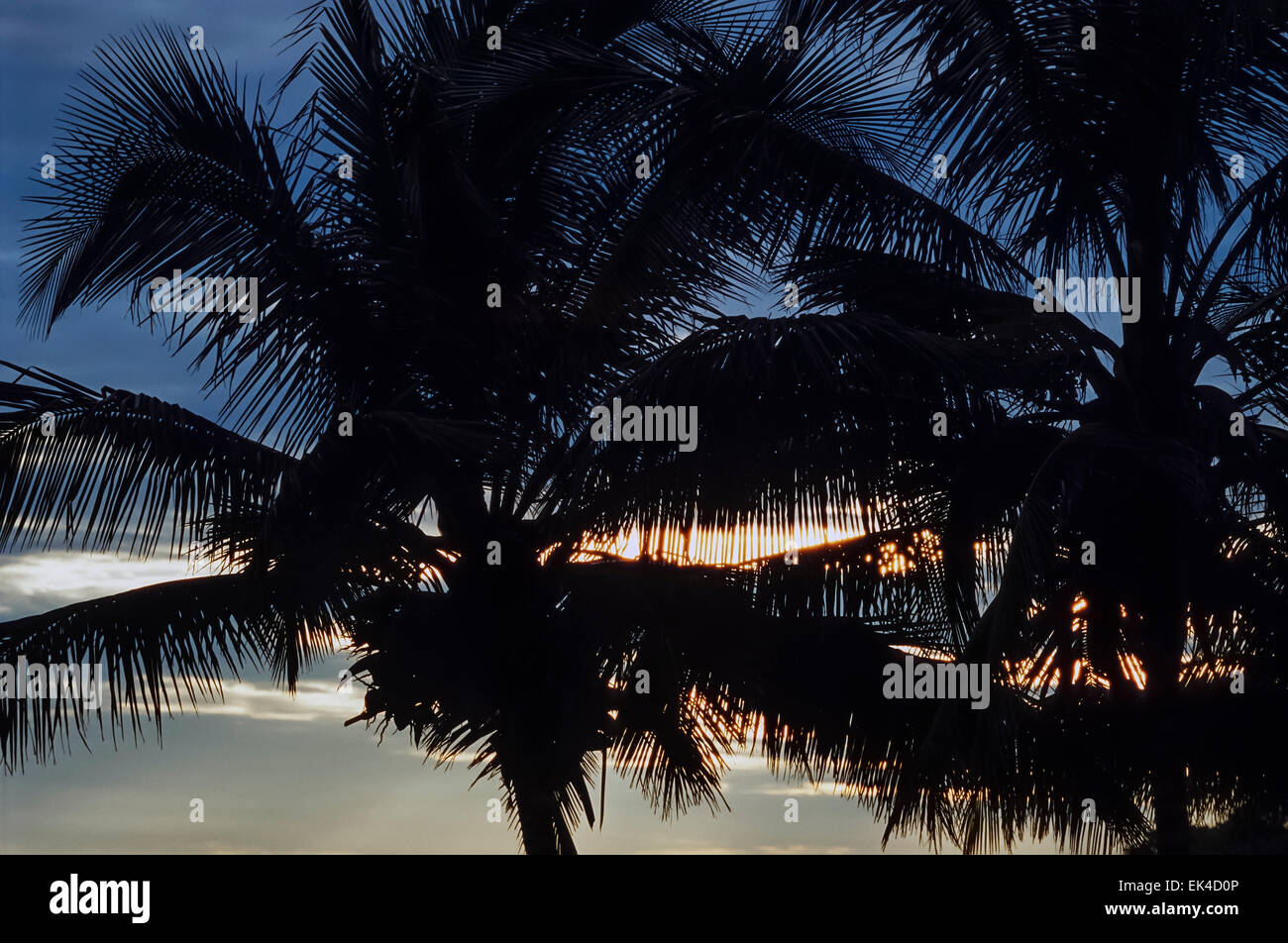 CUBA, coconut trees - FILM SCAN Stock Photo - Alamy