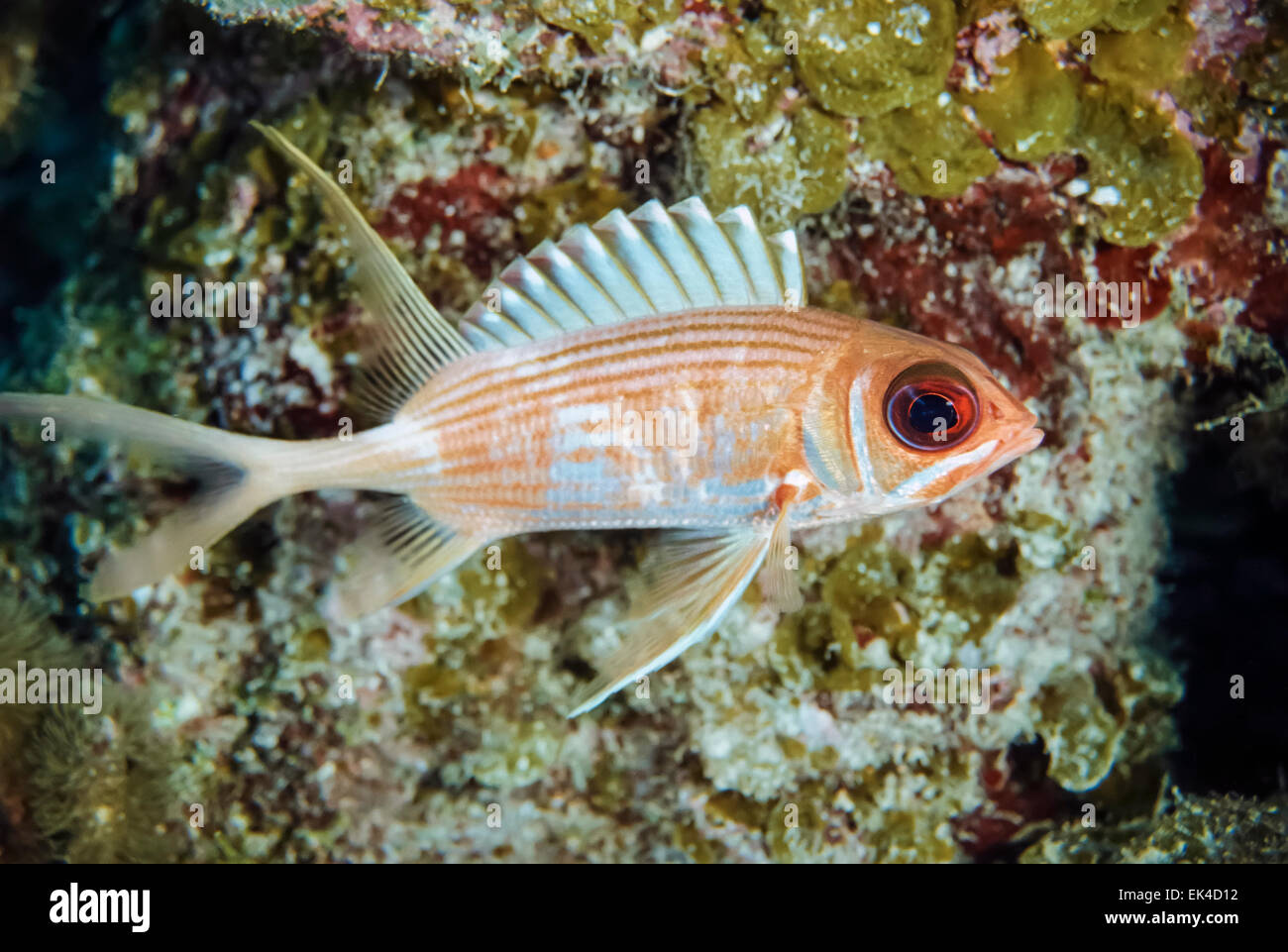 Caribbean Sea, Cuba, U.W. photo, small tropical fish - FILM SCAN Stock ...