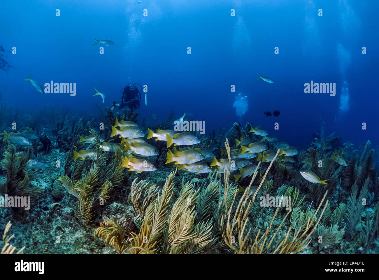 Caribbean Sea, Cuba, diver and a school of tropical grunts - FILM SCAN ...