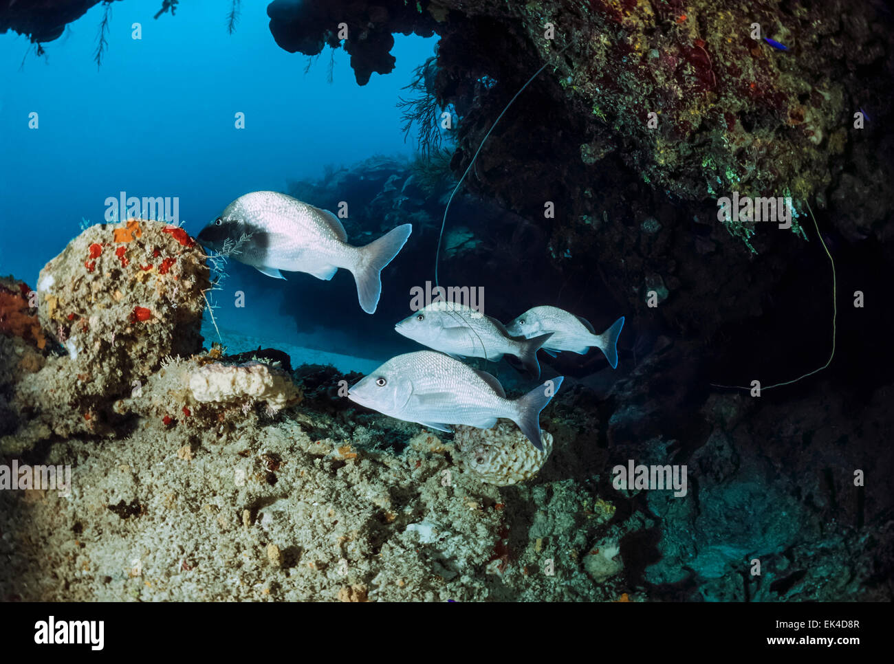 Caribbean Sea, Cuba, U.W. photo, tropical grunts - FILM SCAN Stock ...