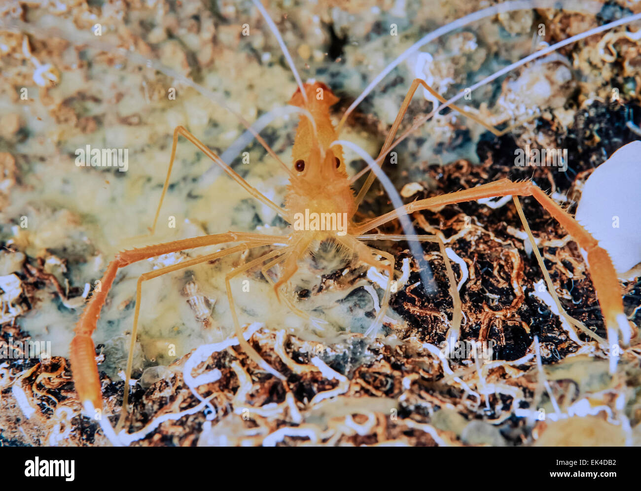 Mediterranean Sea, U.W. photo, Shrimp (Stenopus Sp.) - FILM SCAN Stock ...