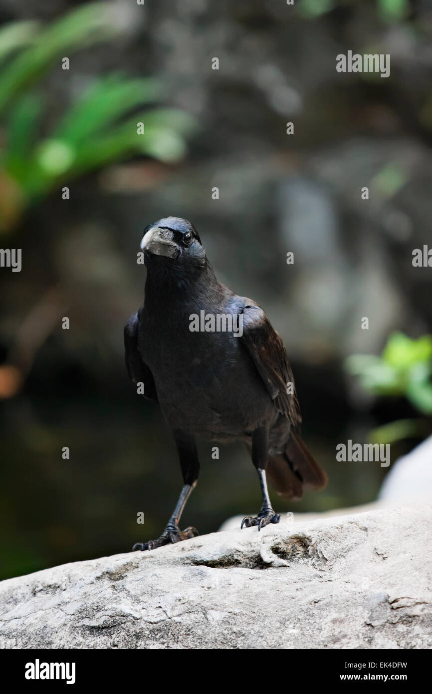 Thailand, Bangkok, Bangkok zoo, black crow (Corvus frugilegus Stock ...