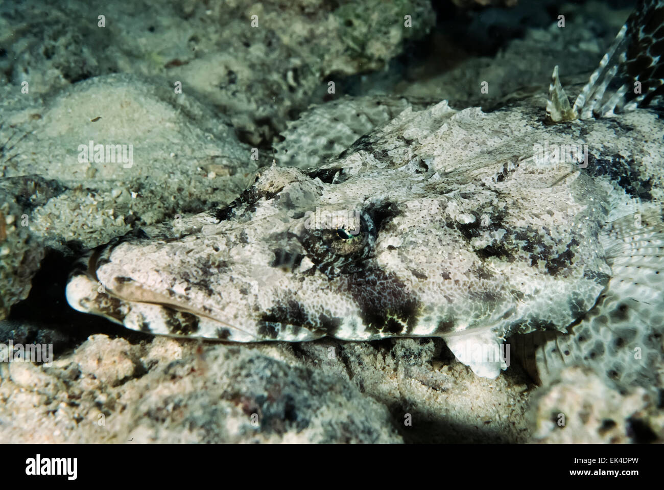 SUDAN, Red Sea, U.W. photo, Crocodile fish (Cymbacephalus beauforti ...