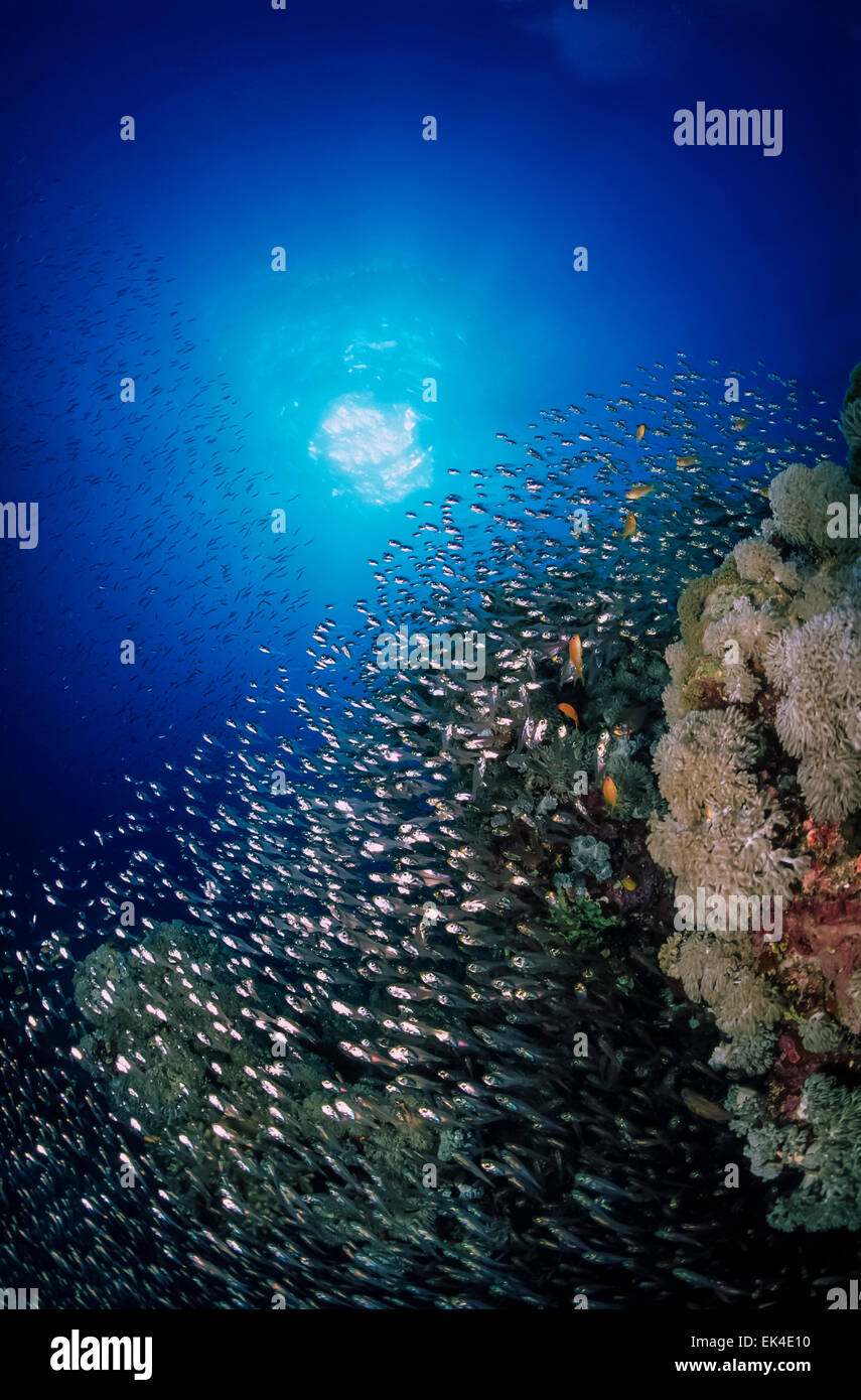 SUDAN, Red Sea, U.W. photo, Glassfish school (Parambassis ranga Stock ...