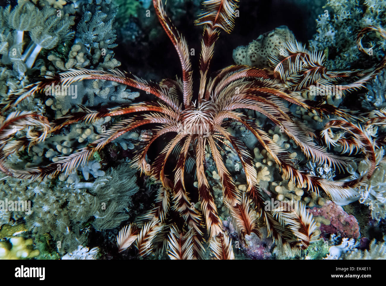 SUDAN, Red Sea, U.W. photo, a Crinoid (Encrinus sp.) on soft coral ...