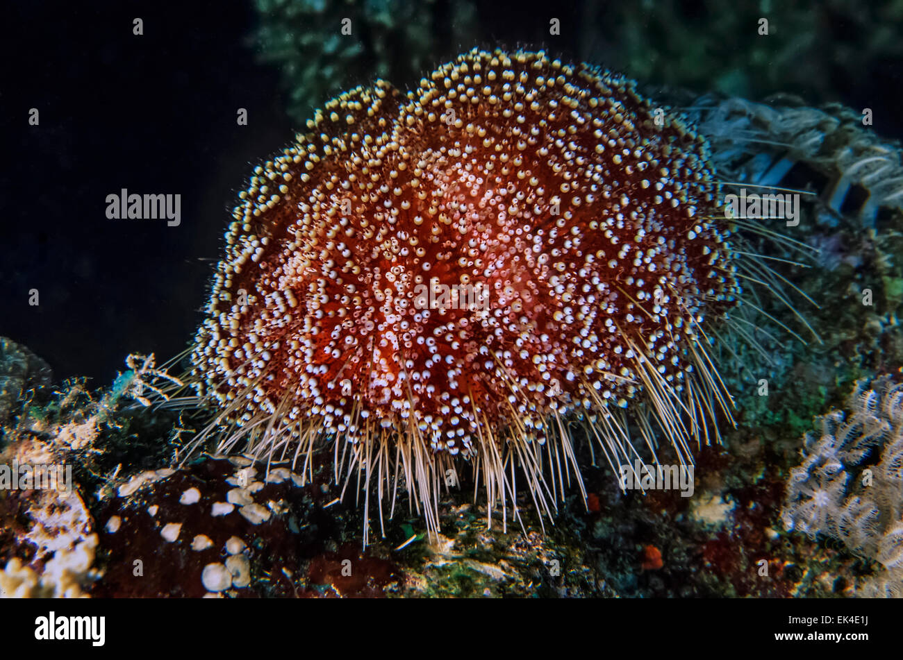SUDAN, Red Sea, U.W. photo, Melon sea urchin (Echinus melo Stock Photo ...