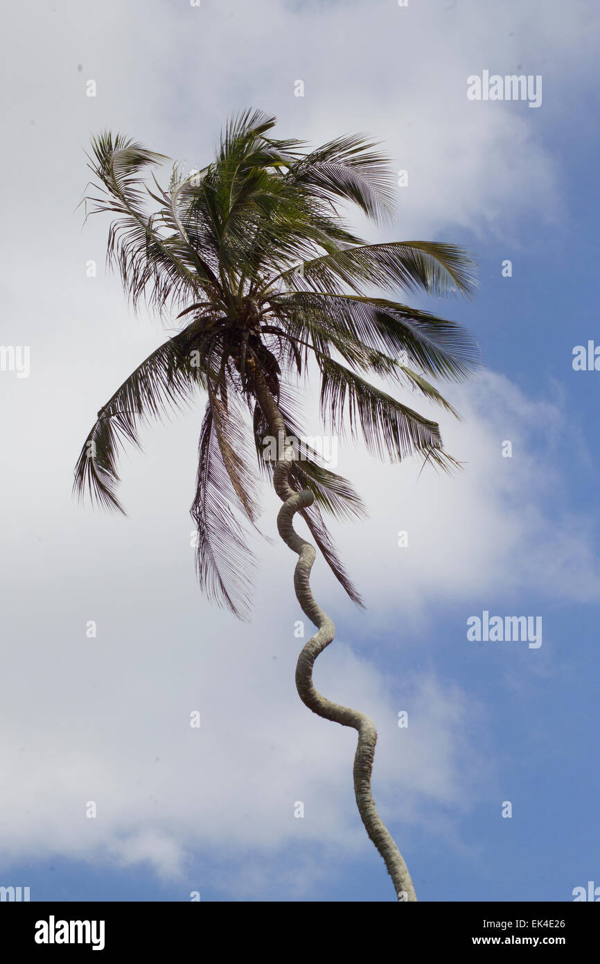 A twisted Coconut Tree in Zanzibar Stock Photo - Alamy