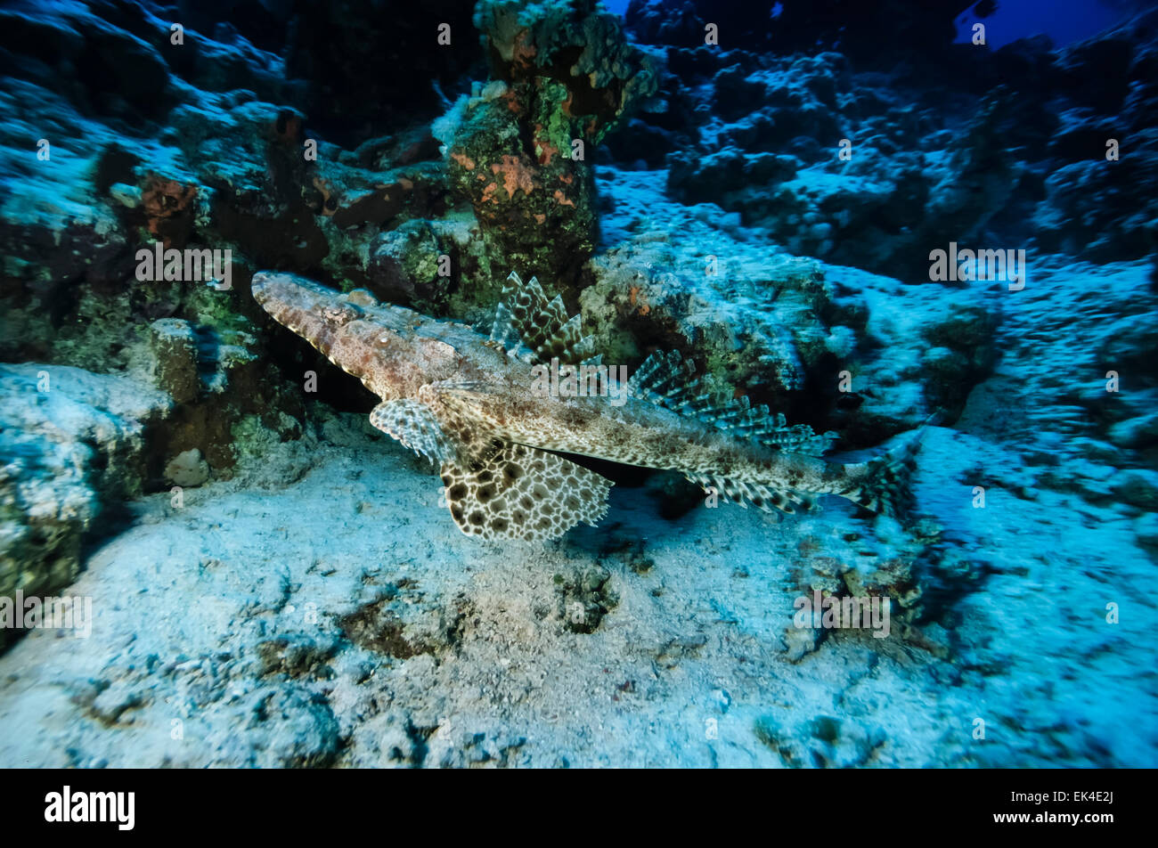 SUDAN, Red Sea, U.W. photo, Crocodile fish (Cymbacephalus beauforti ...