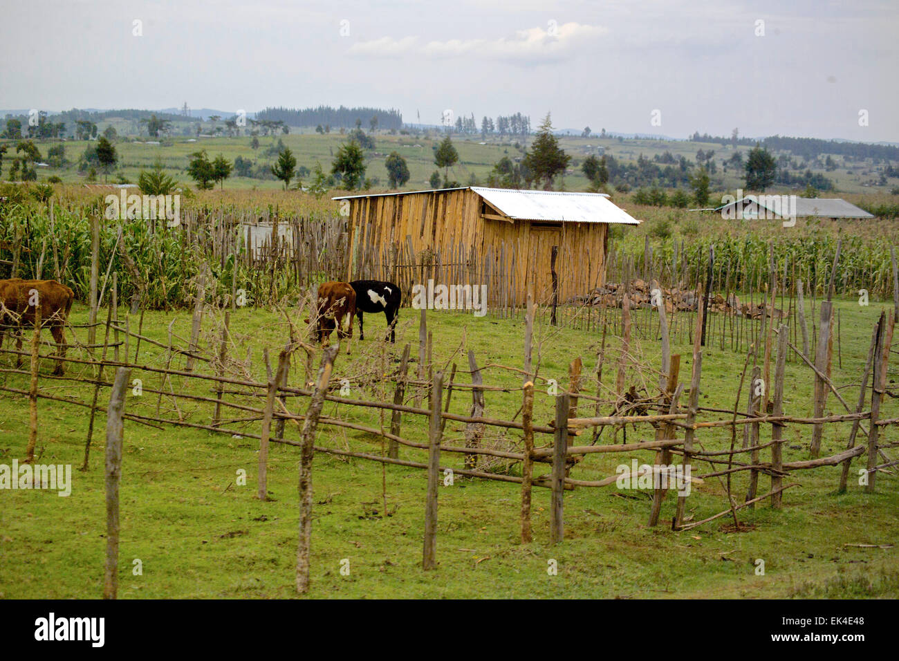 Cows grazing on a small Kenyan farm Stock Photo - Alamy