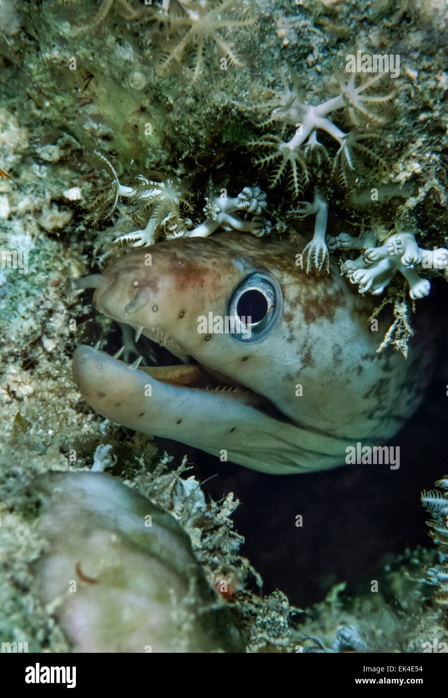 SUDAN, Red Sea, U.W. photo, tropical moray eel Stock Photo - Alamy