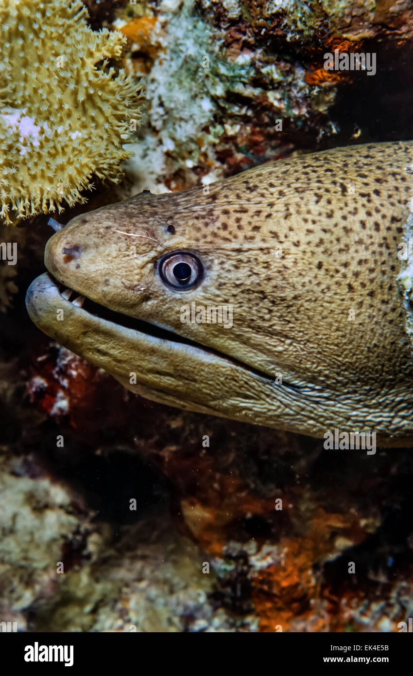 SUDAN, Red Sea, U.W. photo, tropical moray eel Stock Photo - Alamy