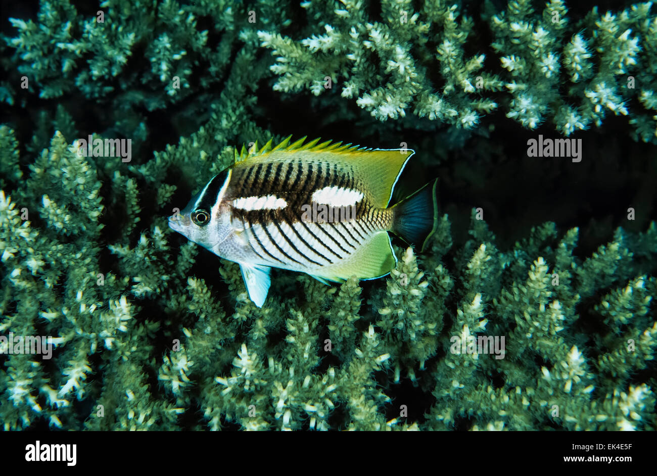 SUDAN, Red Sea, U.W. photo, tropical fish and soft coral Stock Photo - Alamy