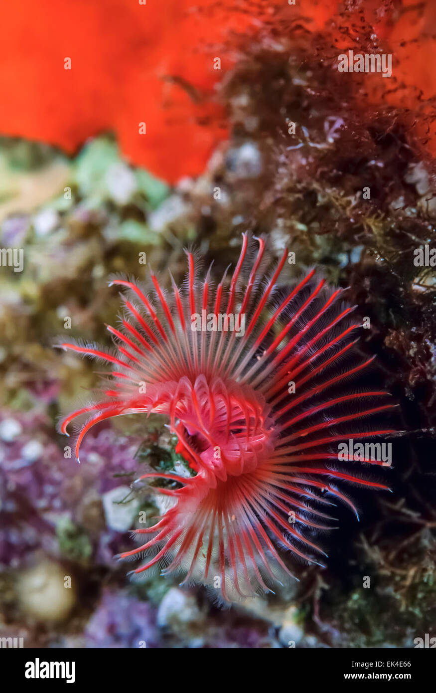 Sabella sp hi-res stock photography and images - Alamy