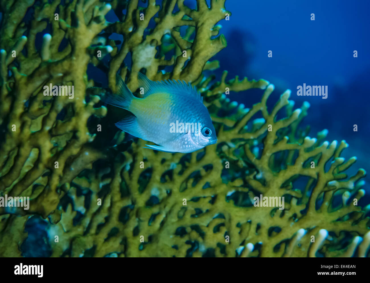 SUDAN, Red Sea, U.W. photo, small Sergeant fish (Abudefdur saxatilis ...