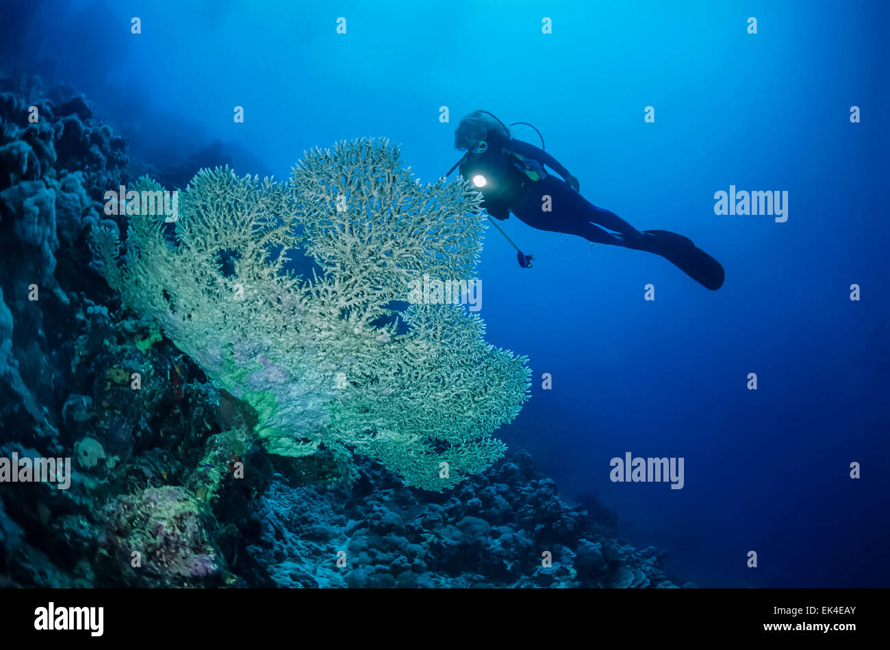 SUDAN, Red Sea, U.W. photo, staghorn coral (Acropora cervicornis) and a ...