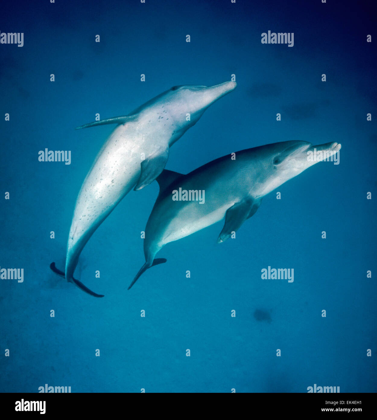 EGYPT, HURGHADA, Red Sea, wild dolphins in open water Stock Photo - Alamy
