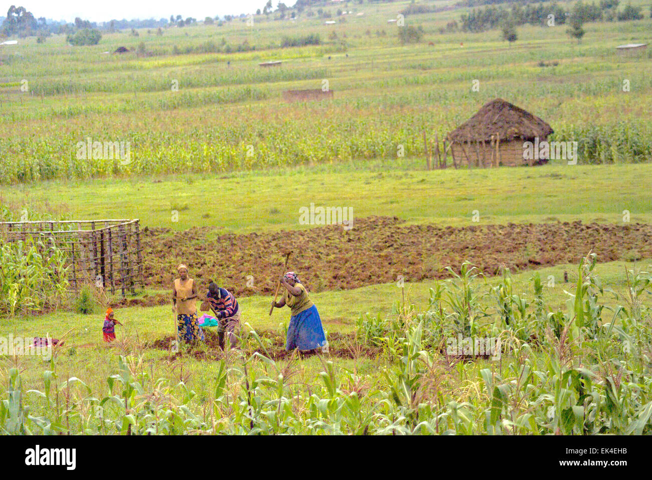 A Kenyan woman working on a farm in Kenya Stock Photo - Alamy