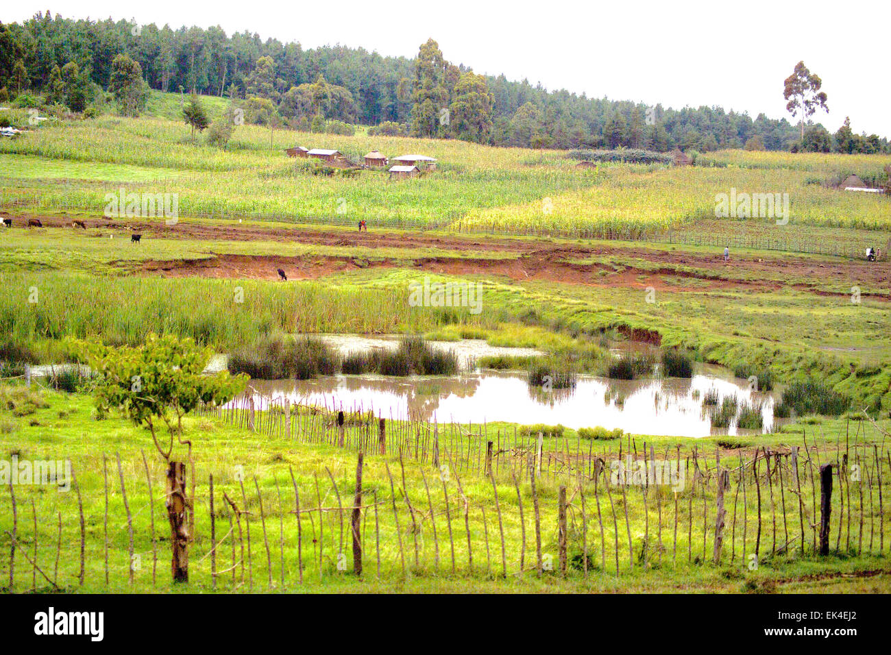 Kenyan farm cows hi-res stock photography and images - Alamy