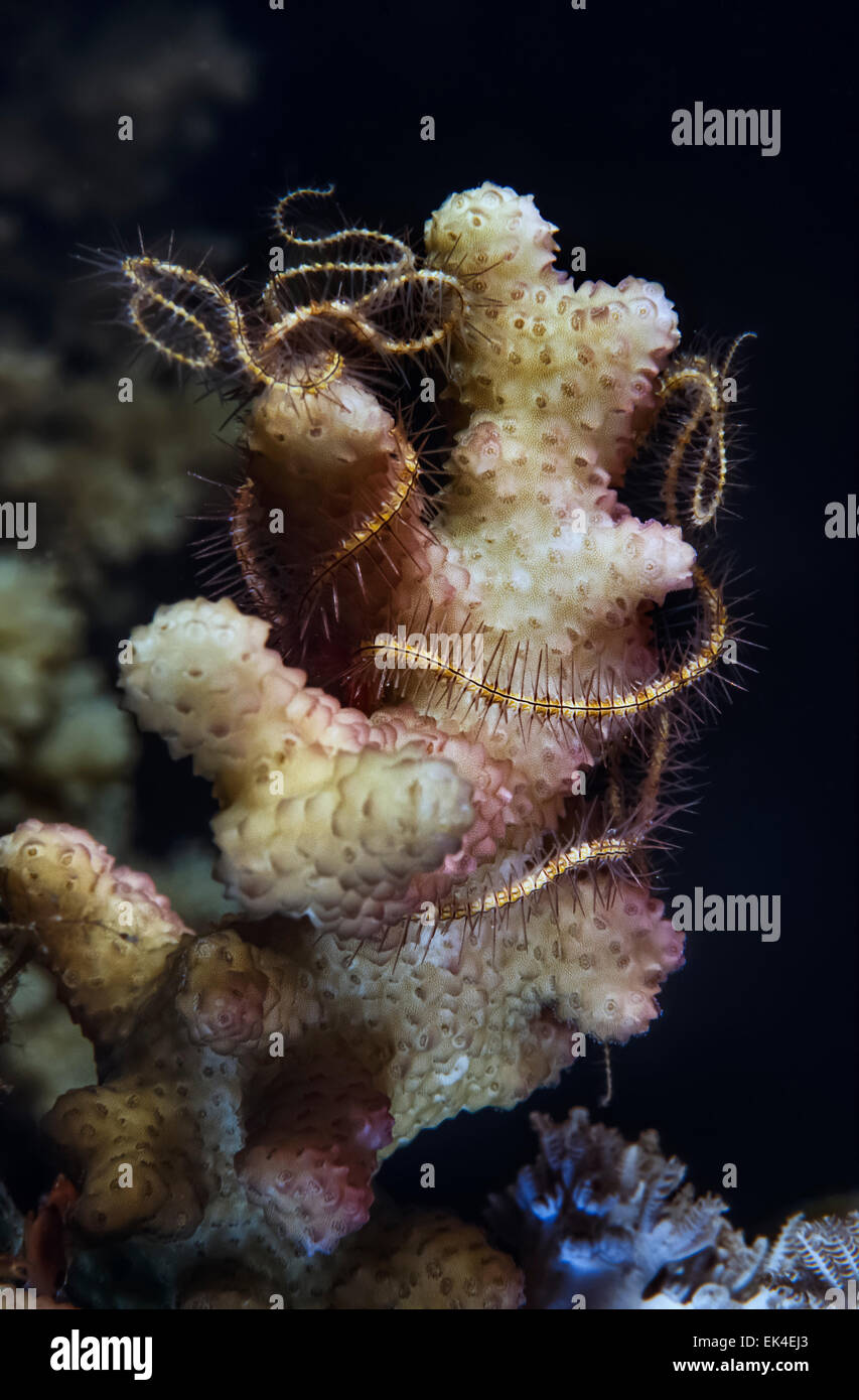 SUDAN, Red Sea, U.W. photo, a Crinoid (Encrinus sp.) on soft coral ...