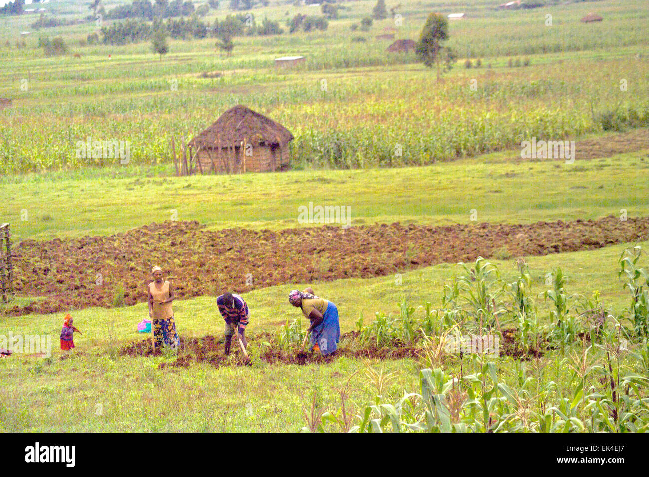 A Kenyan woman working on a farm in Kenya Stock Photo - Alamy