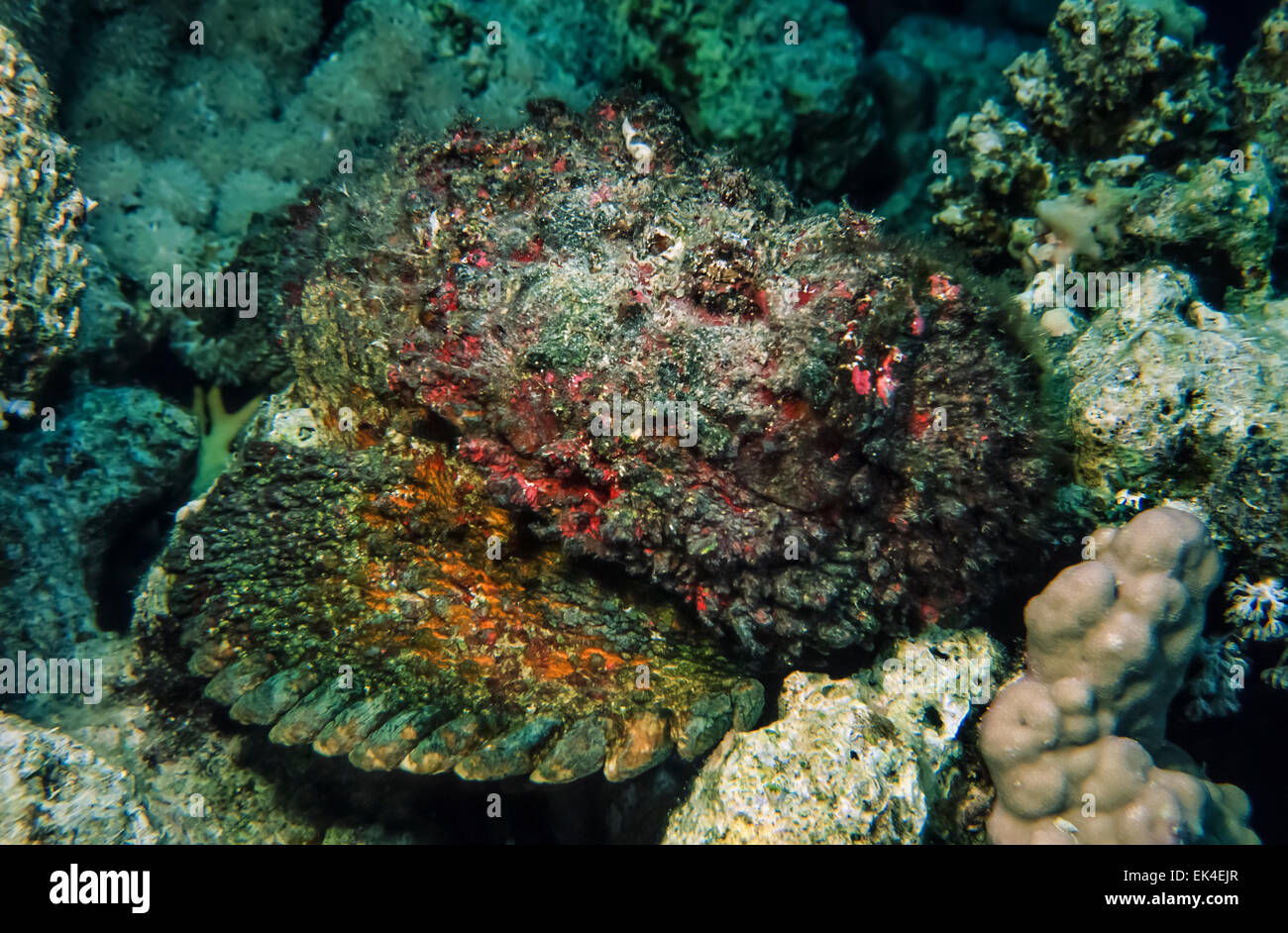 SUDAN, Red Sea, U.W. photo, Stonefish (Synanceia verrucosa Stock Photo ...