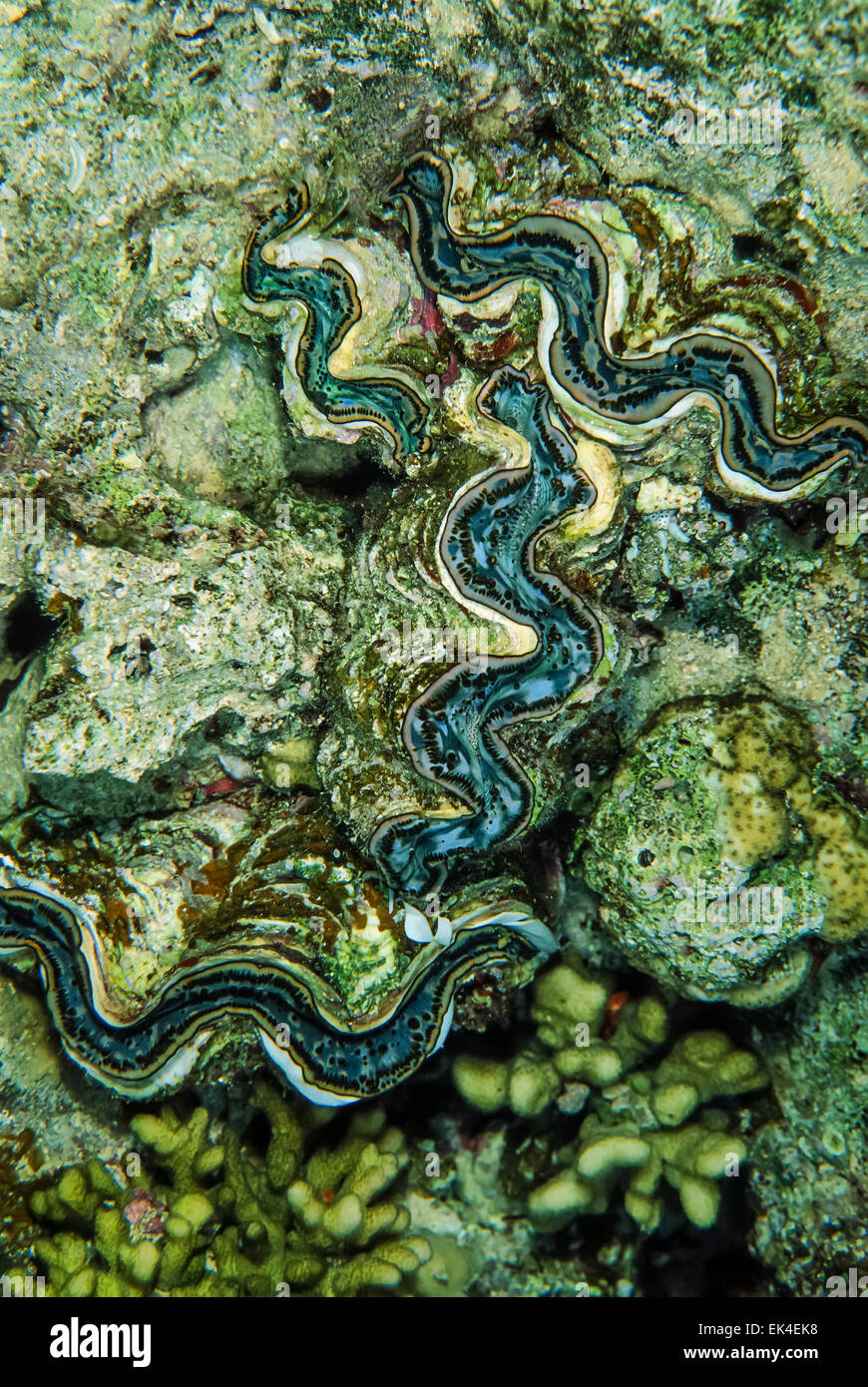 SUDAN, Red Sea, U.W. photo, Tridacna shells (Tridacne gigas Stock Photo ...