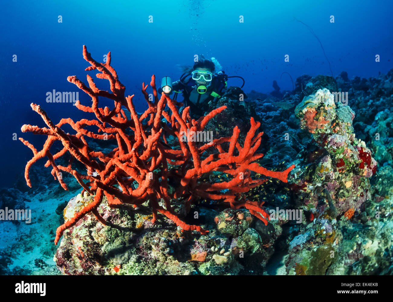SUDAN, Red Sea, U.W. photo, diver and Orange Finger Sponges ...