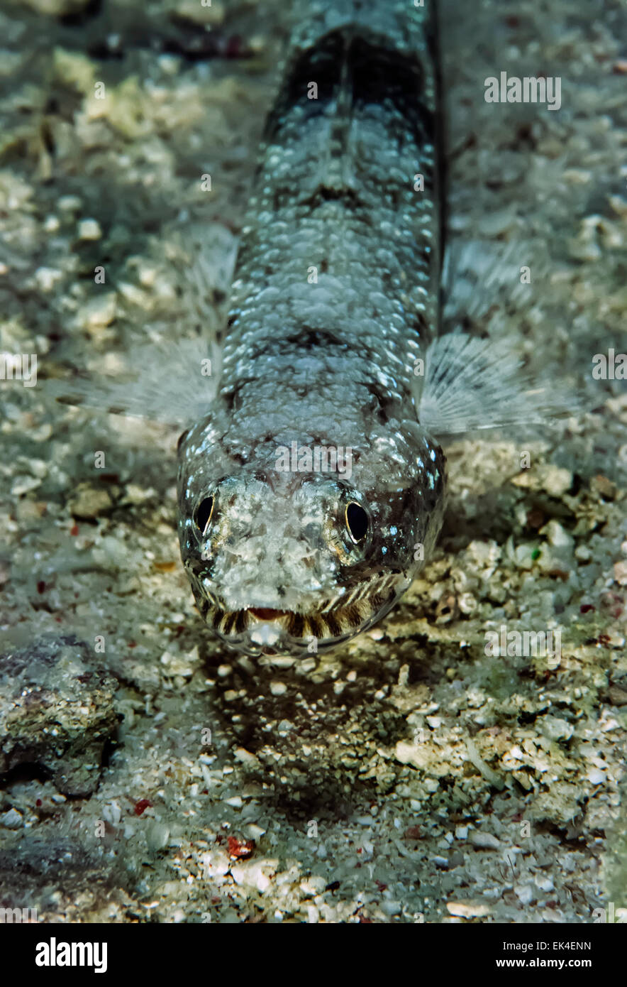 Deep sea lizardfish hi-res stock photography and images - Alamy