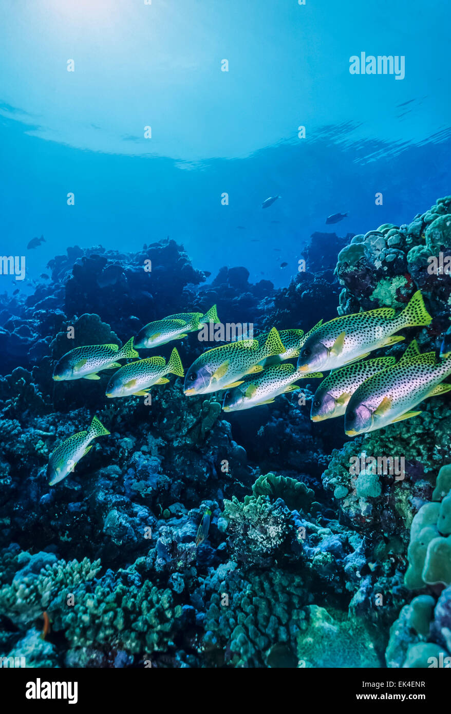 SUDAN, Red Sea, U.W photo, Blackspotted sweetlips (Plectorhinchus ...