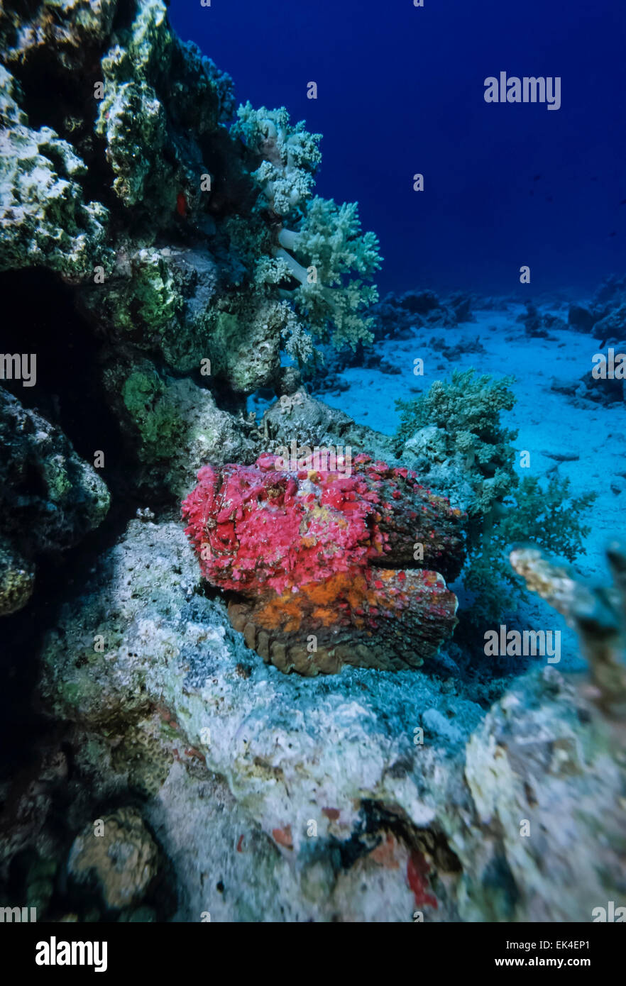 SUDAN, Red Sea, U.W. photo, Stonefish (Synanceia verrucosa Stock Photo ...