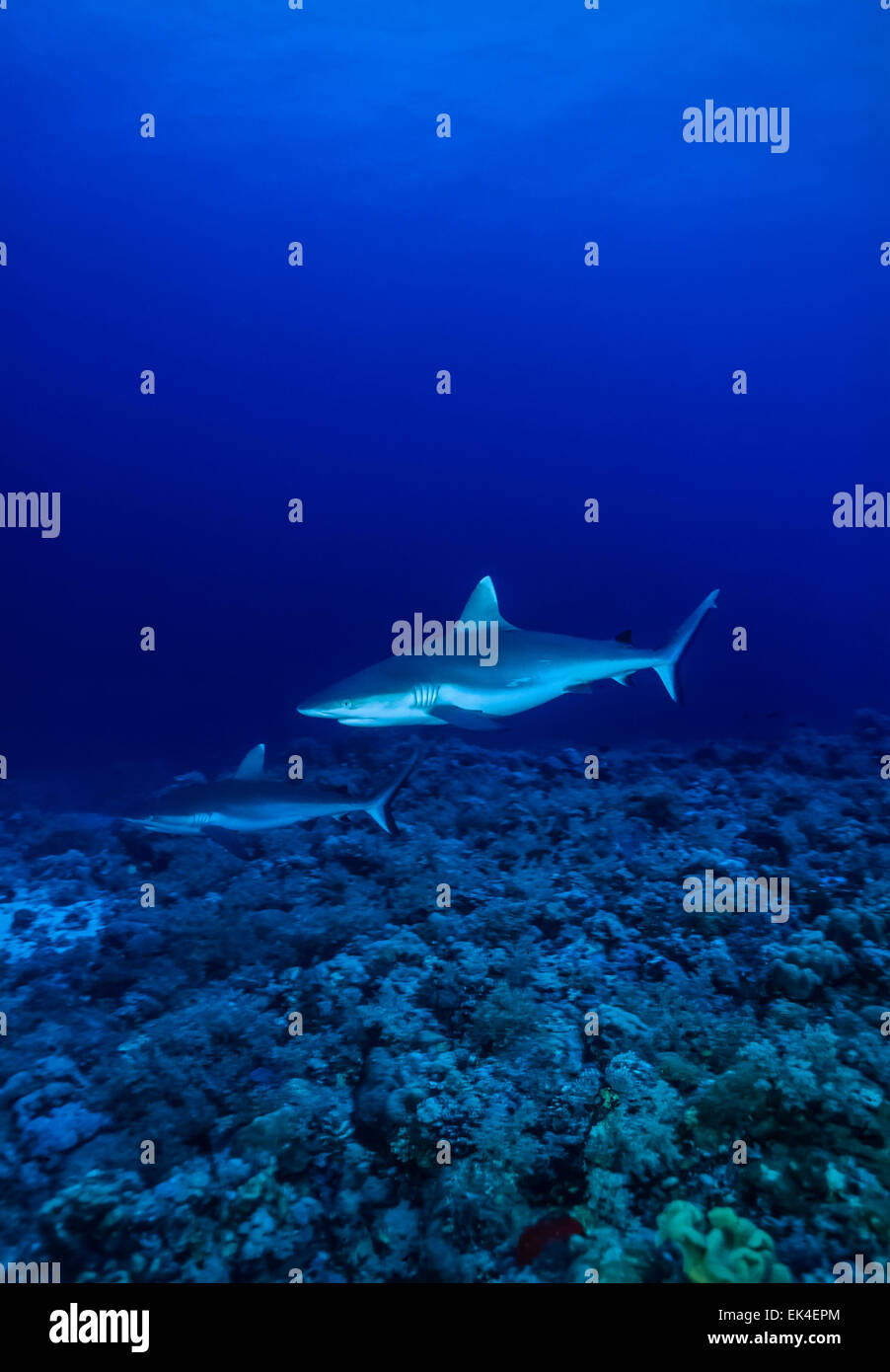 SUDAN, Red Sea, Sha'ab Rumi, U.W. photo, White Fin Reef Grey Sharks ...