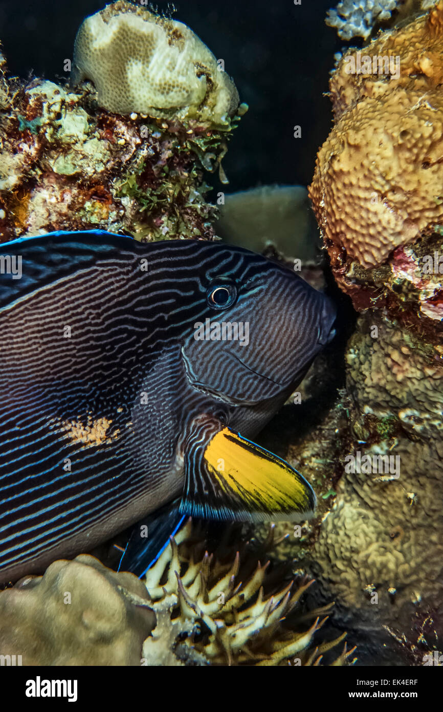 SUDAN, Red Sea, U.W. photo, Black Striped Surgeonfish (Acanthurus gahhm ...