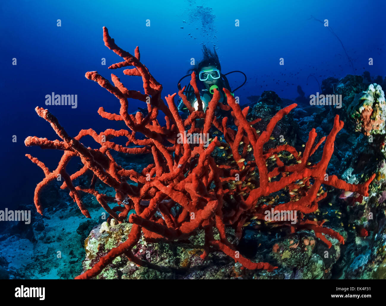 SUDAN, Red Sea, U.W. photo, Red Finger Sponges (Neoesperiopsis rigida ...