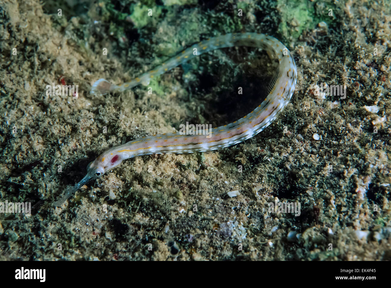 SUDAN, Red Sea, U.W. photo, Red sea pipefish (corythoichthys sp Stock ...