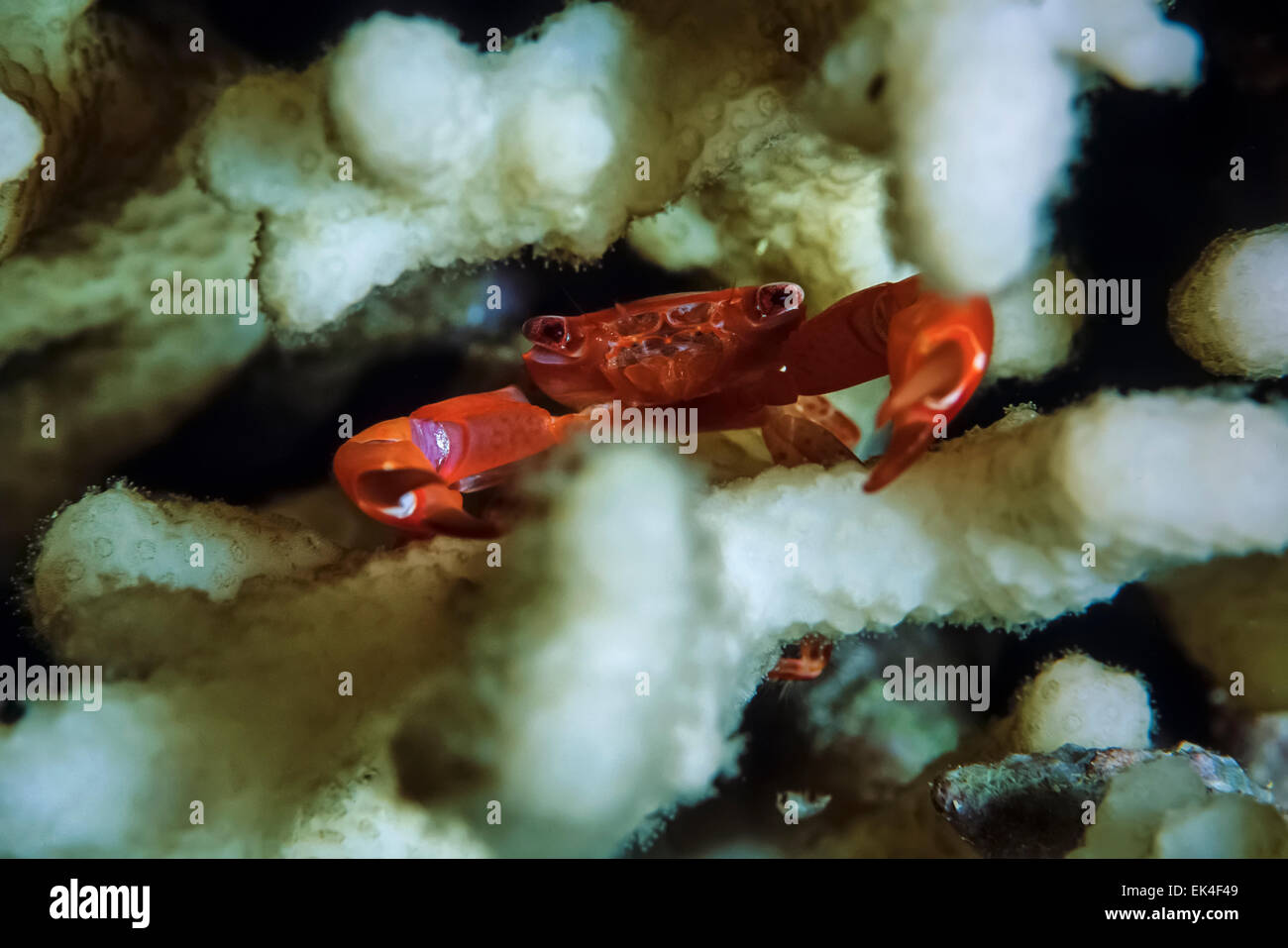 SUDAN, Red Sea, small tropical crab in a soft coral Stock Photo - Alamy
