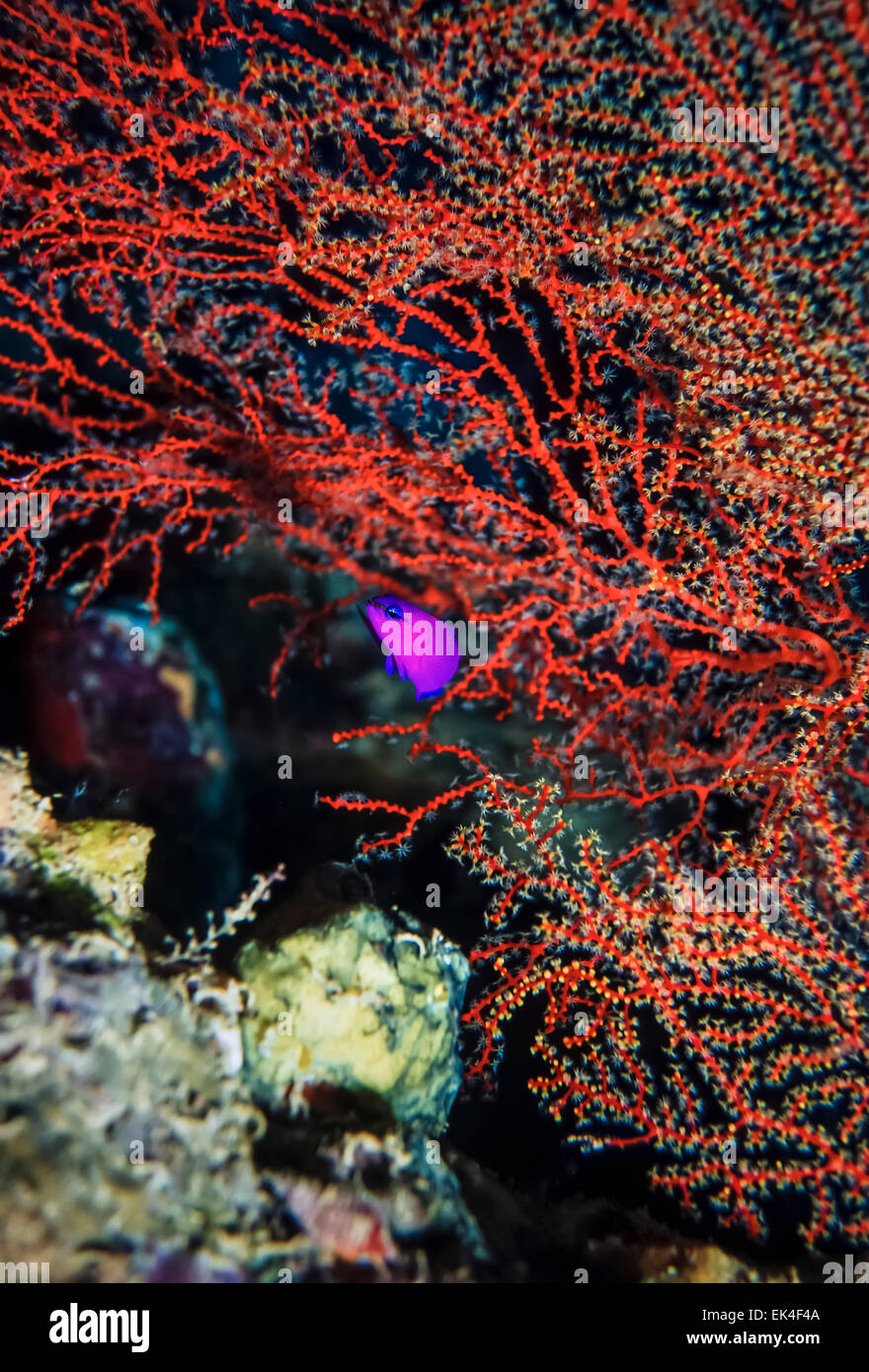 SUDAN, Red Sea, U.W. photo, tropical fish Stock Photo - Alamy