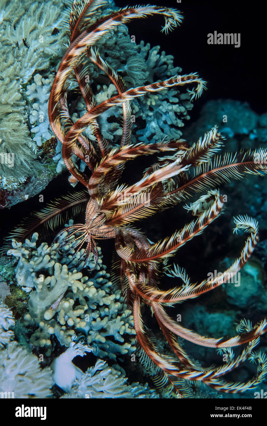 Crinoid stem hi-res stock photography and images - Alamy