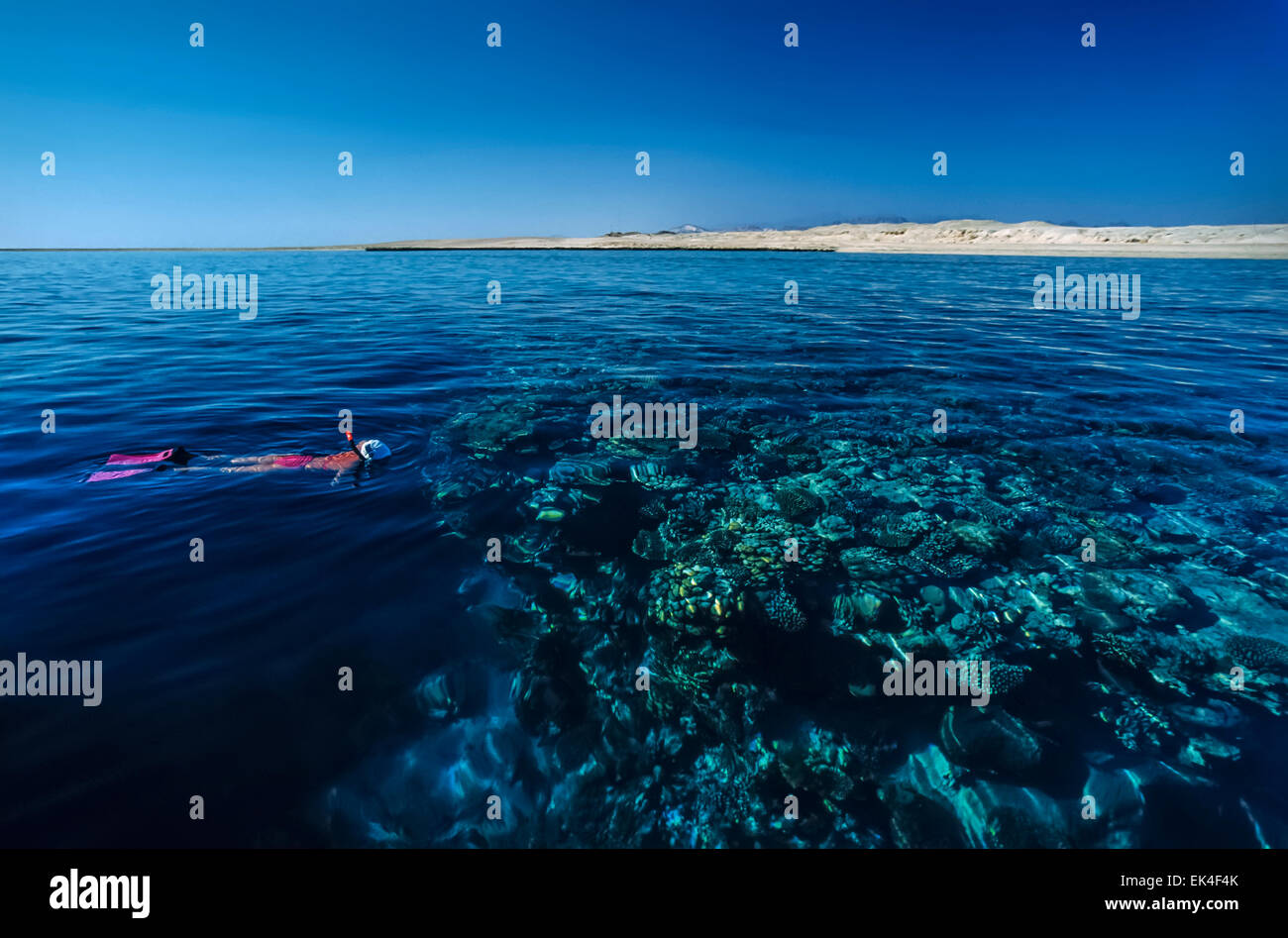 Egypt, Red Sea, Hurghada, coral reef snorkeling Stock Photo - Alamy