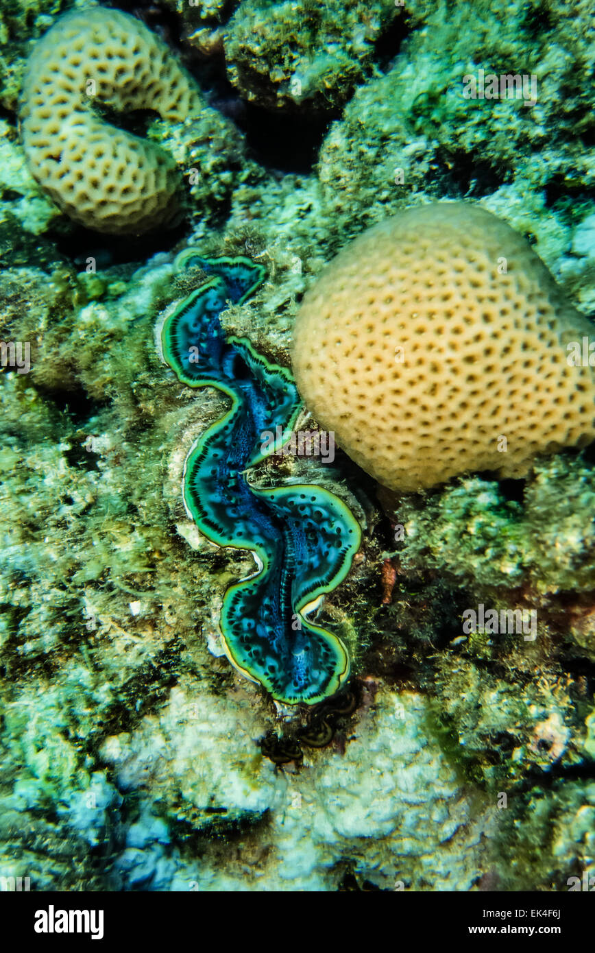 SUDAN, Red Sea, U.W. photo, Tridacna shell (Tridacne gigas Stock Photo ...