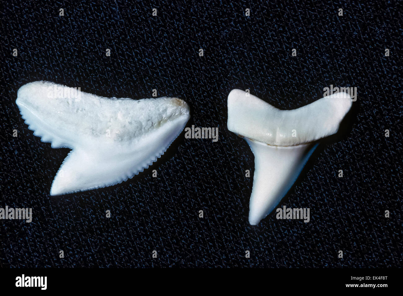 Scary shark hi-res stock photography and images - Alamy