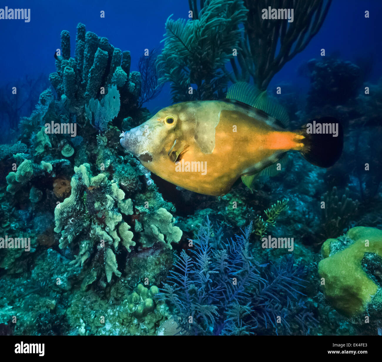 Caribbean Sea, Belize, U.W. photo, tropical Trigger fish (Balistes ...